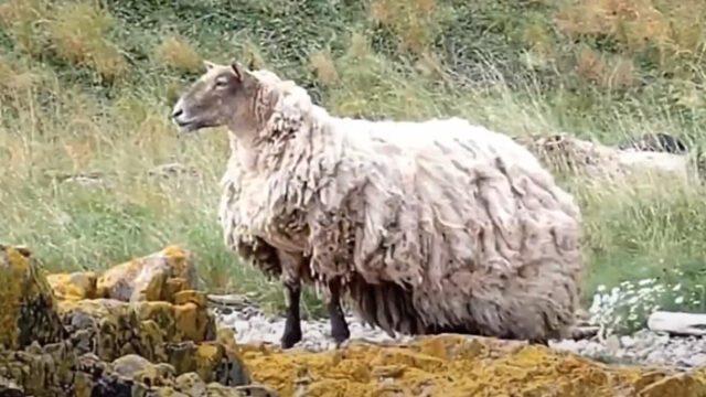 World's Loneliest Sheep Rescued From Scottish Cave After Two Years