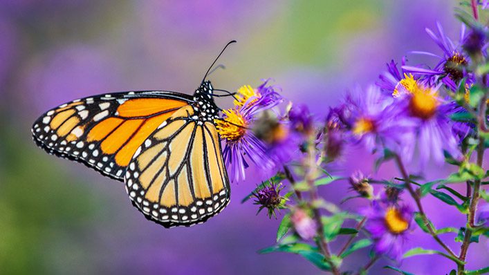 15 Butterfly Quotes — Embracing the Challenges of Growth